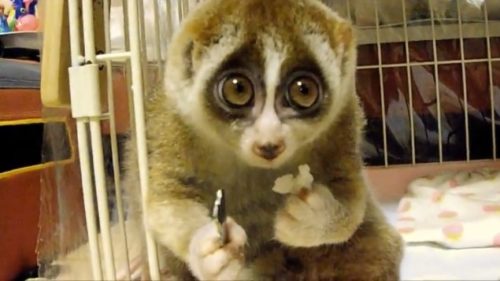 スローロリスは可愛いぞ！完全勝利した淫夢くんの伝説！ | 蓬莱の幻想